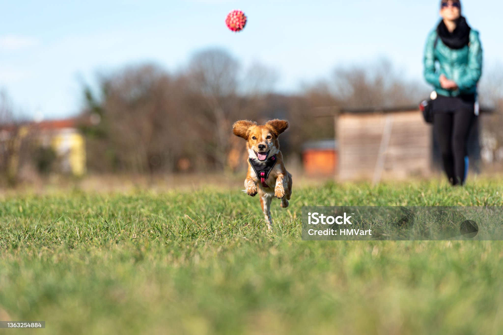6 Best Practices for Training Puppies – Pup Academy