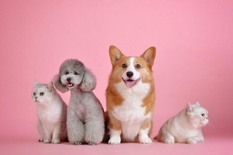 Mastering the “Stay” Command: A Comprehensive Guide – Pup Academy
